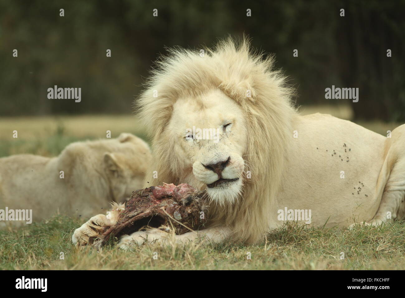 Asiatic Lion Eating