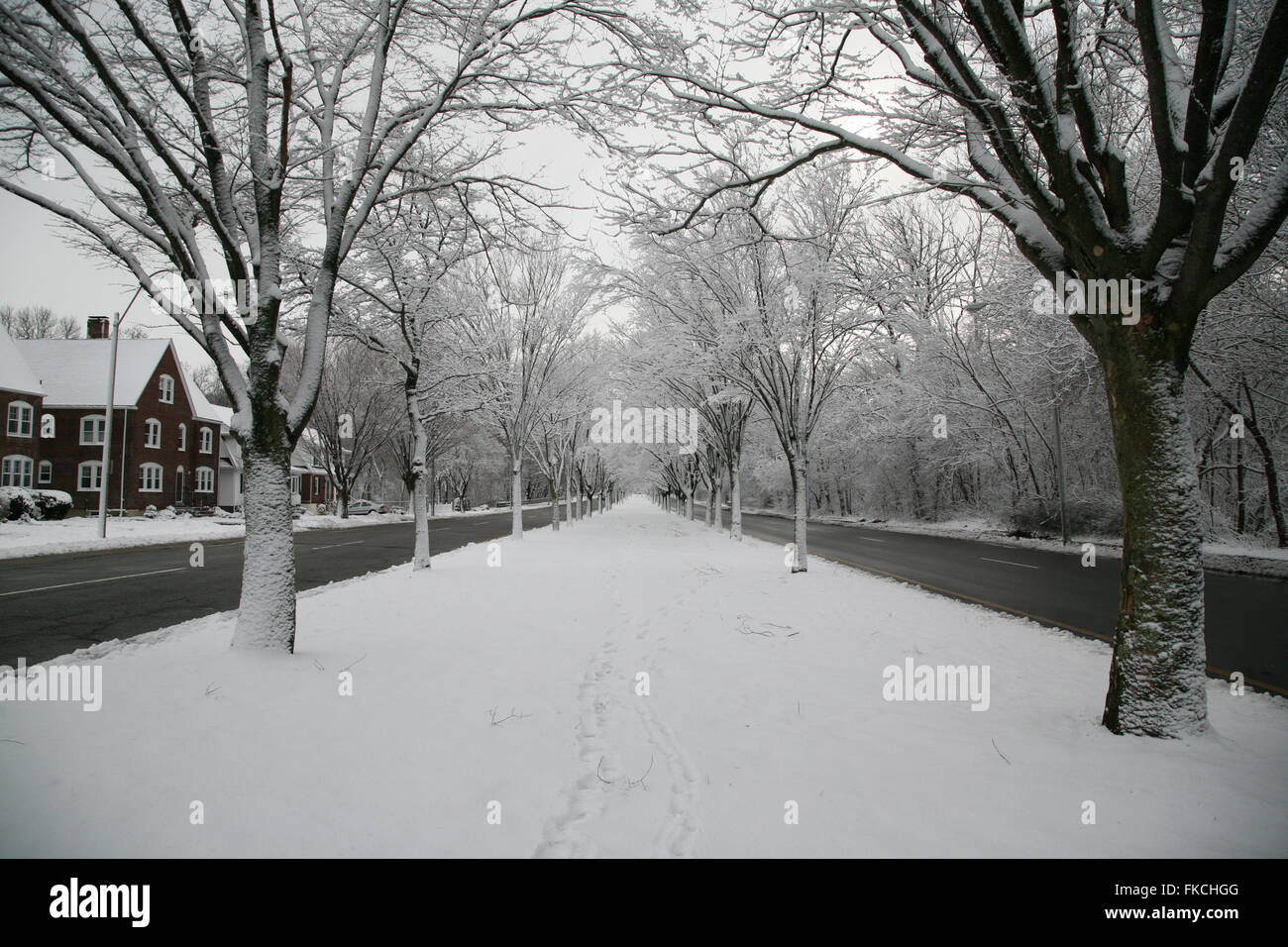 Snow covered tree lined street Stock Photo - Alamy