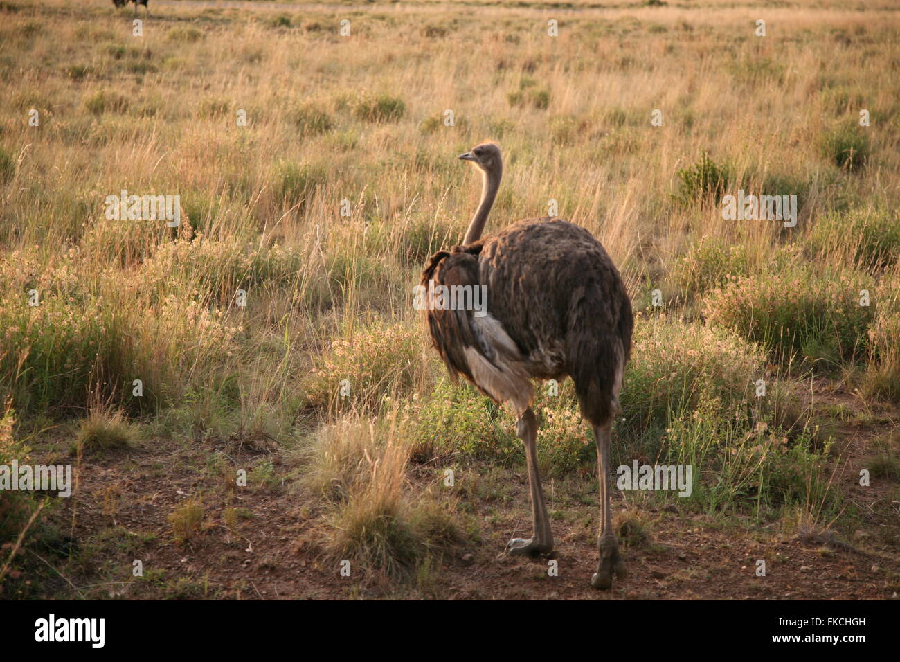 Female ostrich walking Stock Photo - Alamy