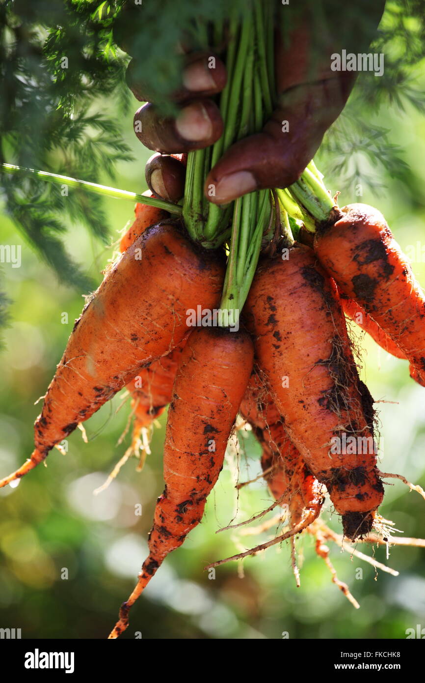 A bunch of freshly pulled carrots held in hand Stock Photo - Alamy