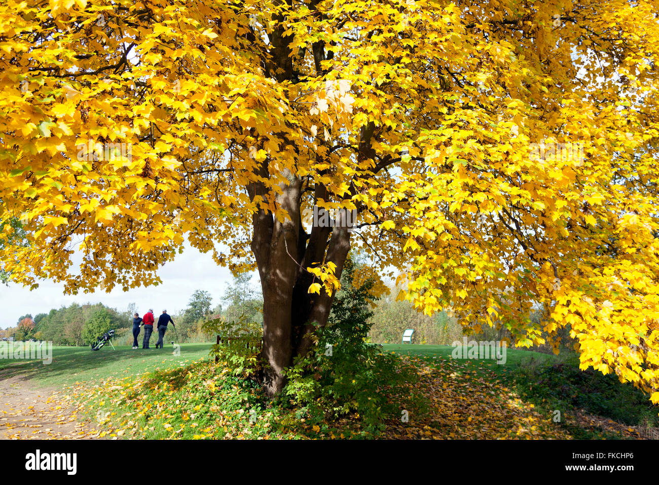 golfers on golf course in autumn under beautiful yellow maple tree on ...