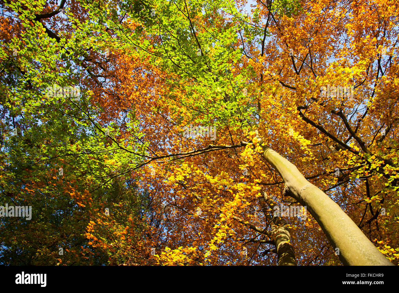 vibrant autumn colors of beech tree leaves against blue sky lit by warm ...