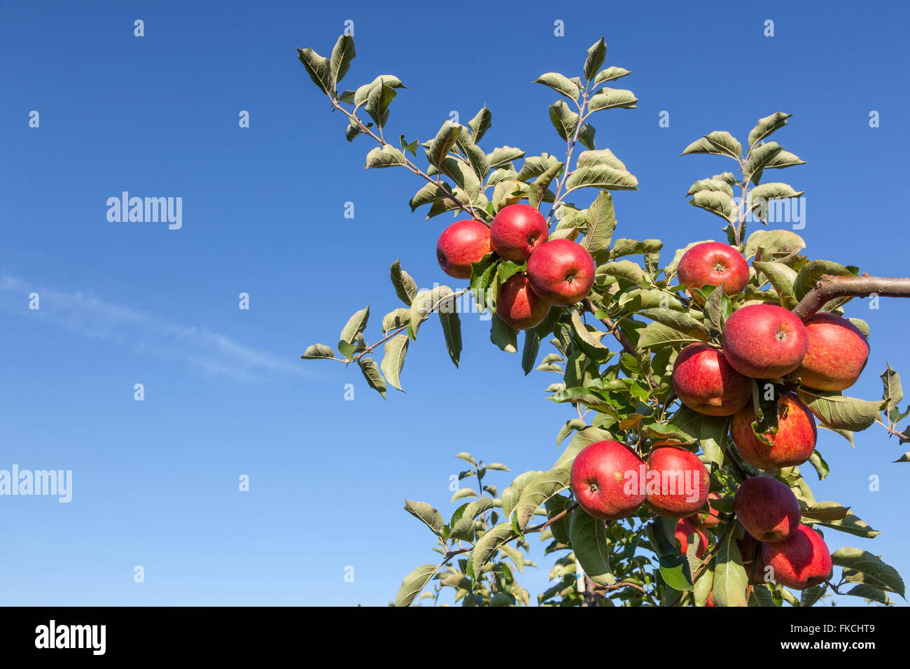 many ripe red apples on branch of apple tree in sunlight and blue sky ...