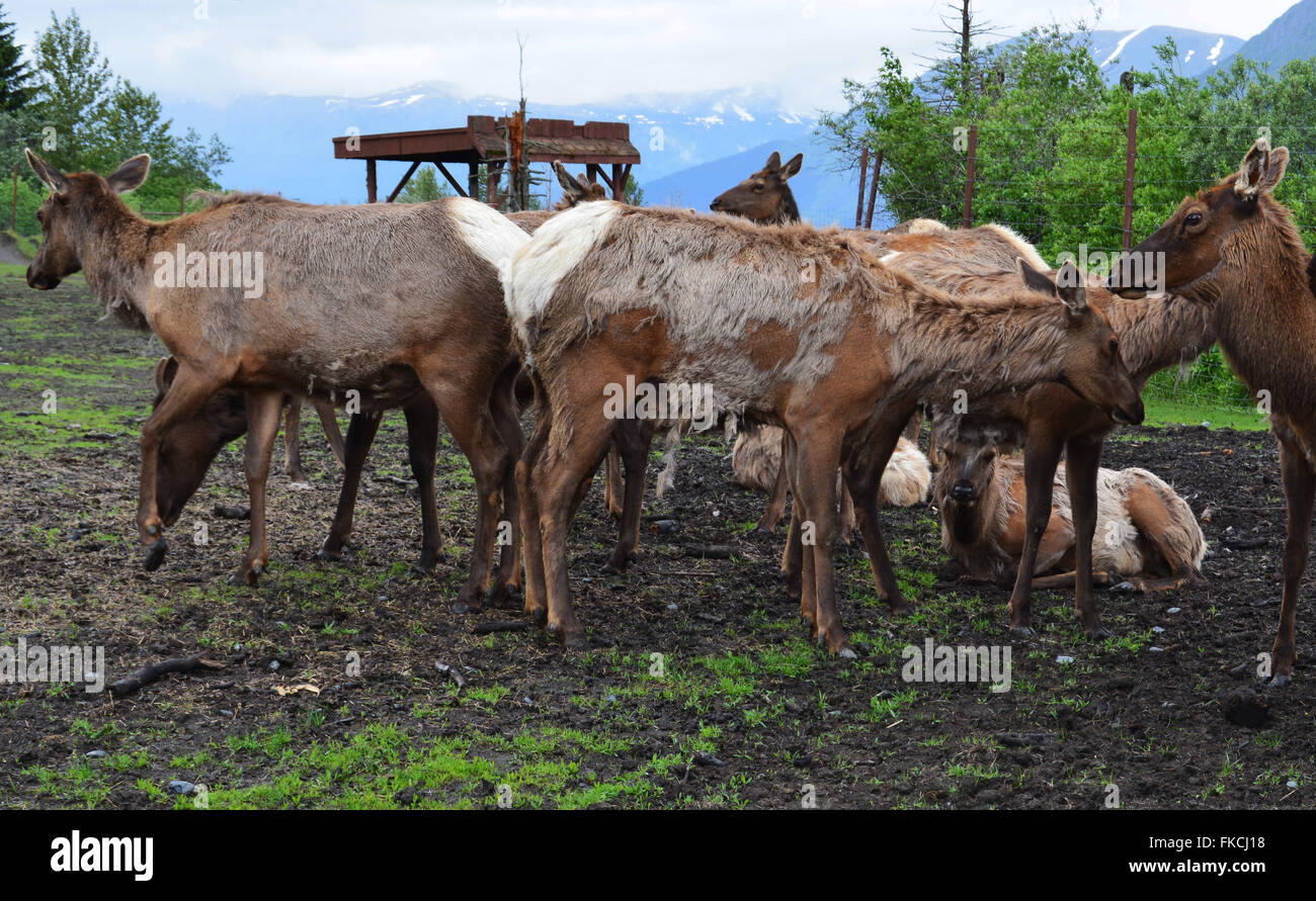 A group of elk is spring showing molting of fur Stock Photo - Alamy
