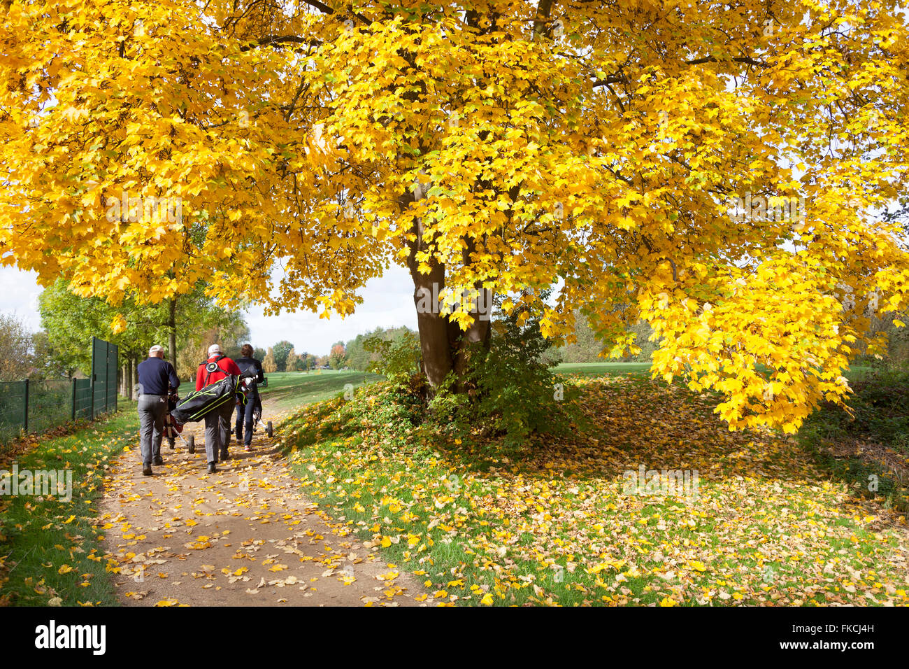 golfers on golf course in autumn under beautiful yellow maple tree on ...