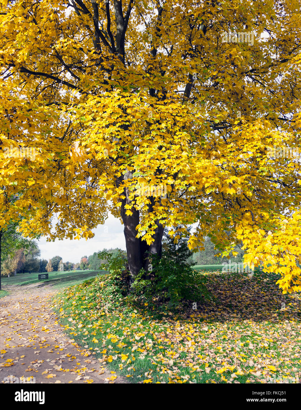 golf course in autumn under beautiful yellow maple tree on sunny fall ...