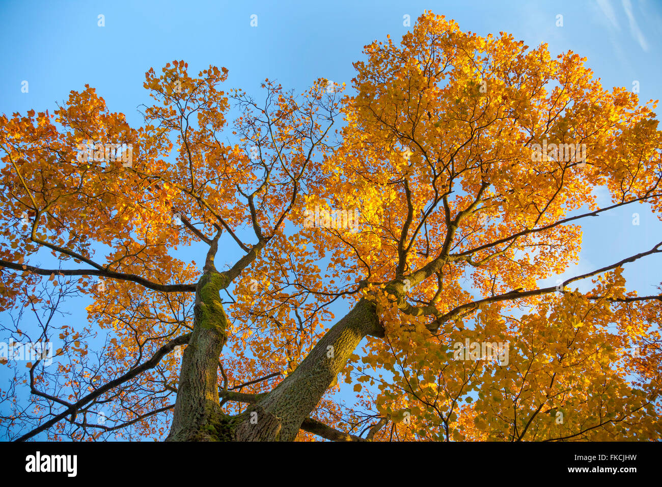 vibrant autumn colors on oak tree leaves against blue sky lit by sun on ...
