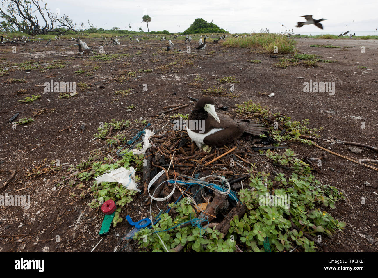 Plastic made bird hi-res stock photography and images - Alamy
