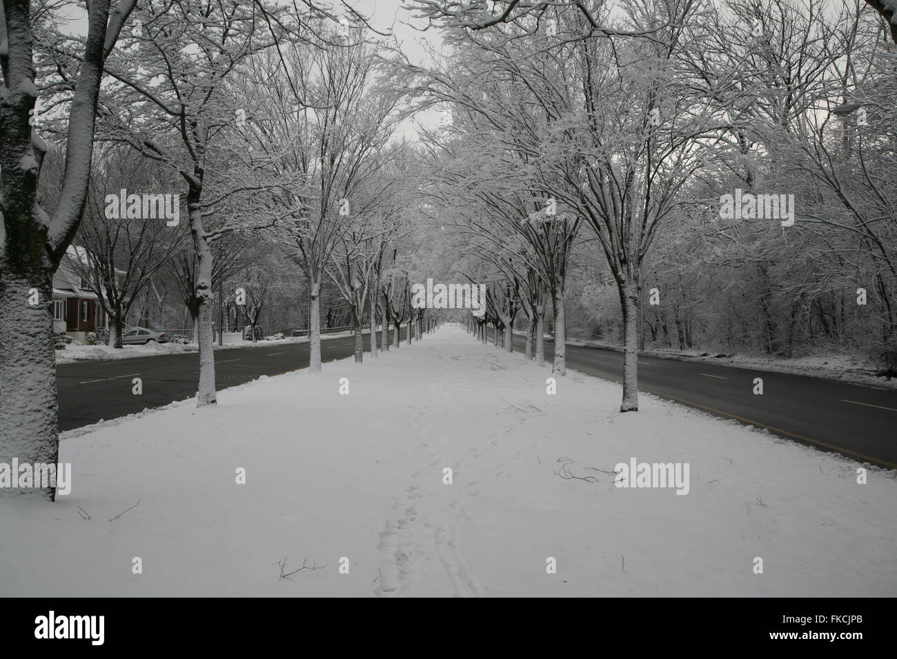 Snow covered tree line street Stock Photo - Alamy