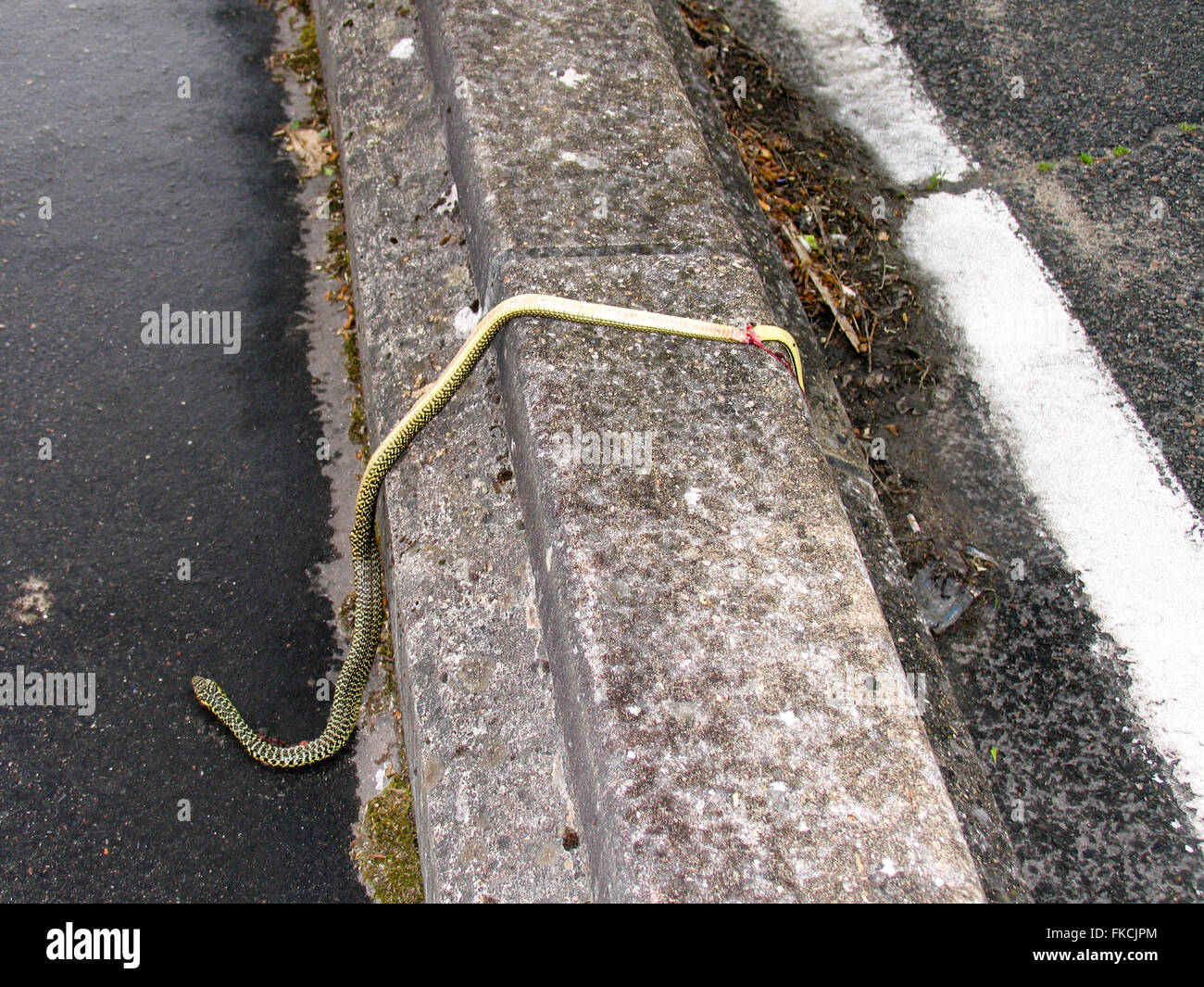 Dead snake hi-res stock photography and images - Alamy