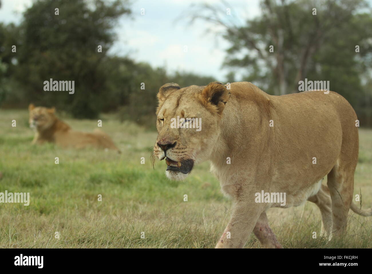 Lioness at a game reserve Stock Photo - Alamy