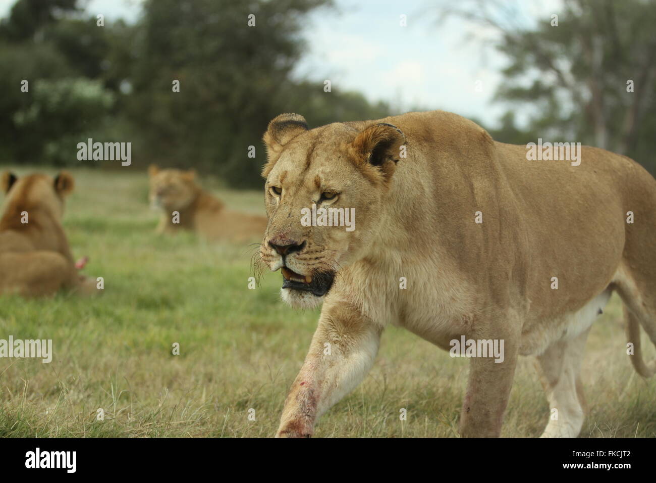 Lioness at a game park Stock Photo - Alamy
