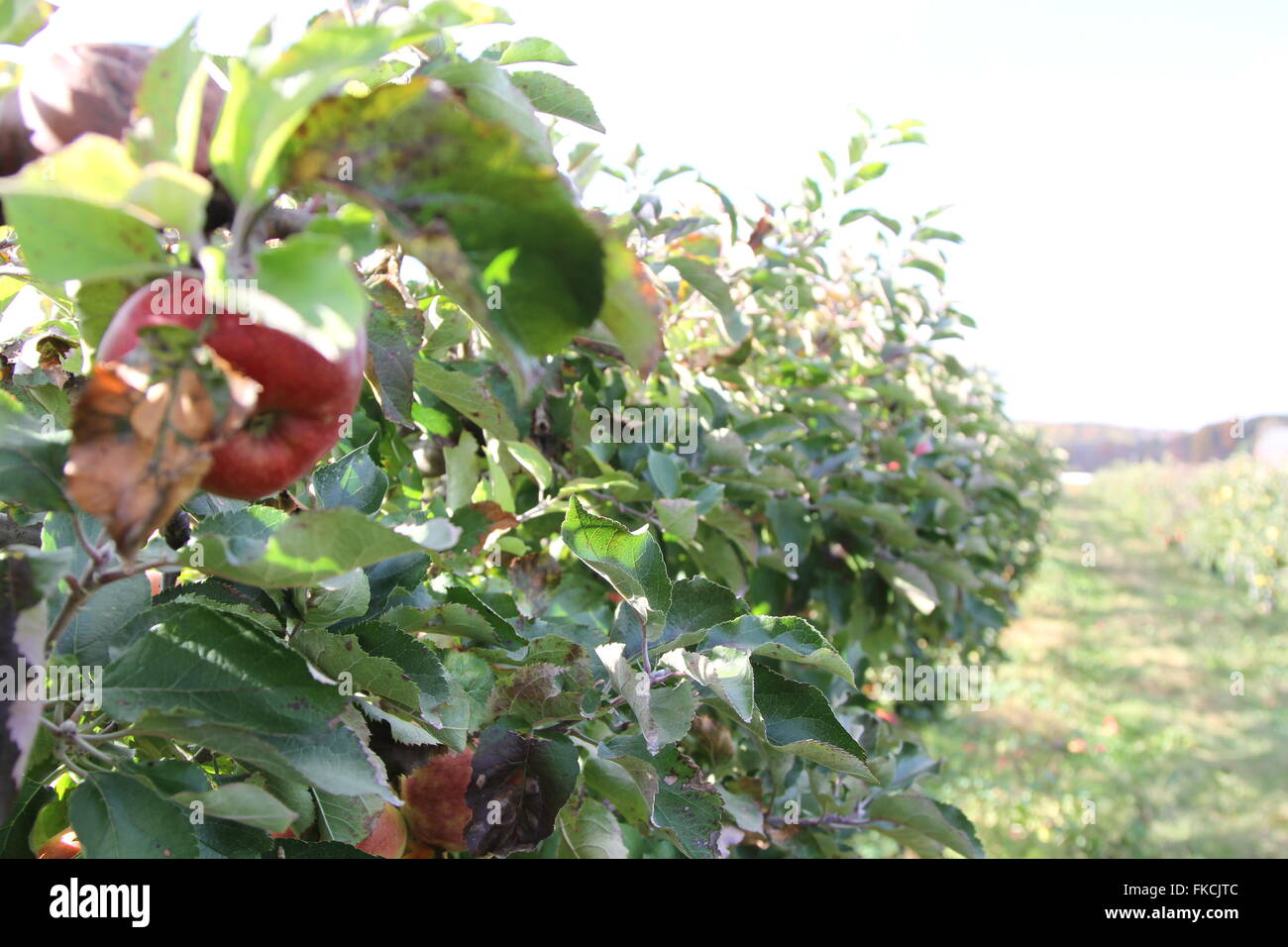 Orchard alley garden hi-res stock photography and images - Alamy