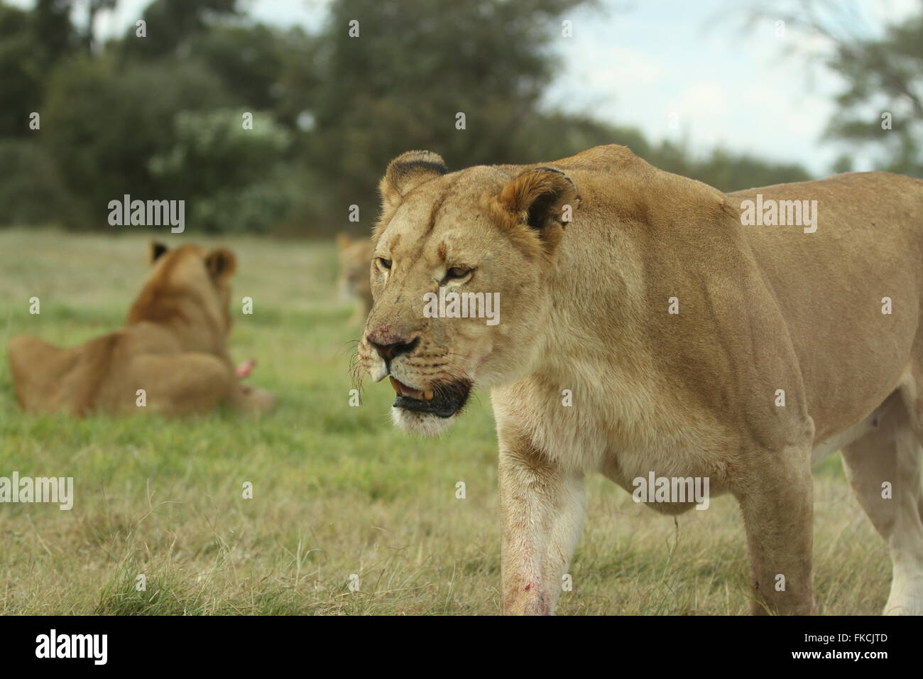 Lioness at a game reserve Stock Photo - Alamy
