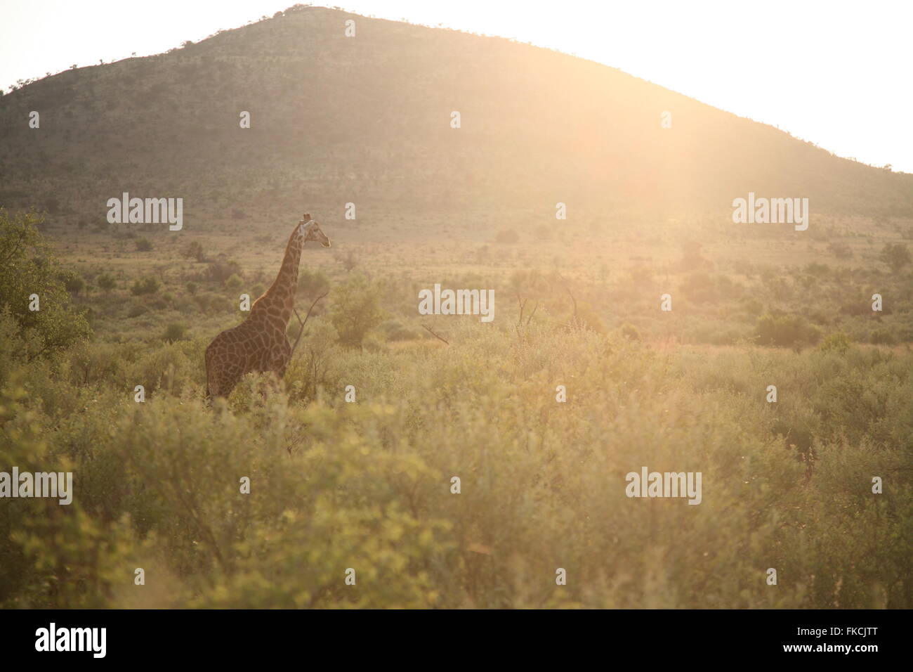 Sun drenched image of giraffe Stock Photo - Alamy