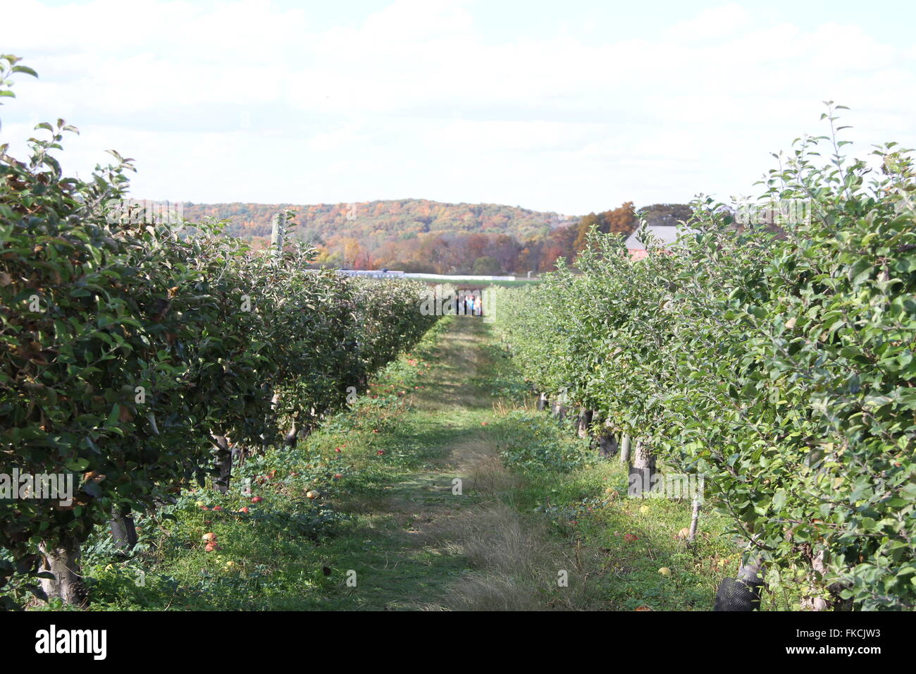 Apple orchard in the fall Stock Photo - Alamy