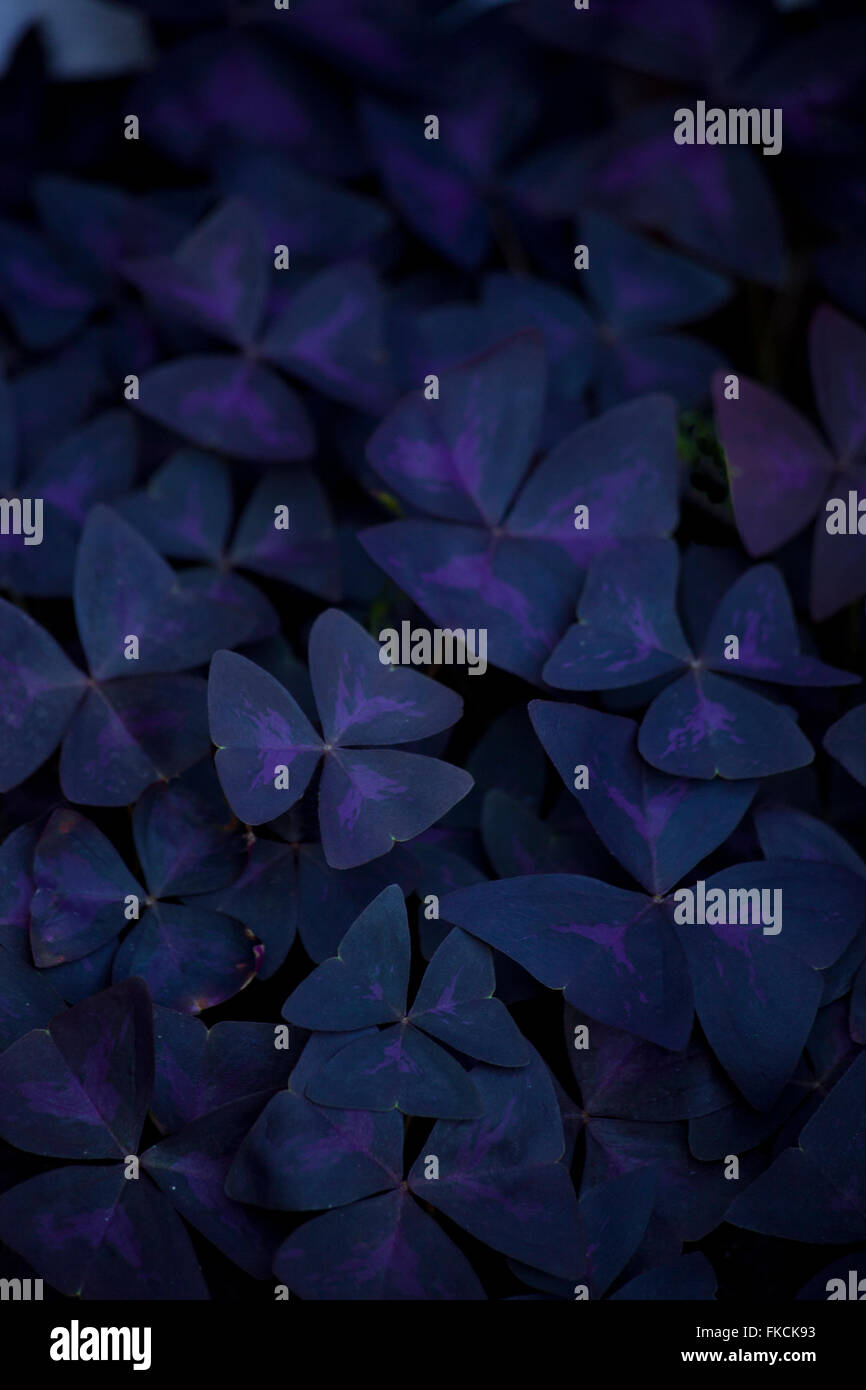 Dark purple violet hi-res stock photography and images - Alamy