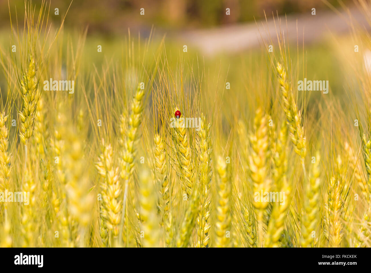 Barley beetle hi-res stock photography and images - Alamy