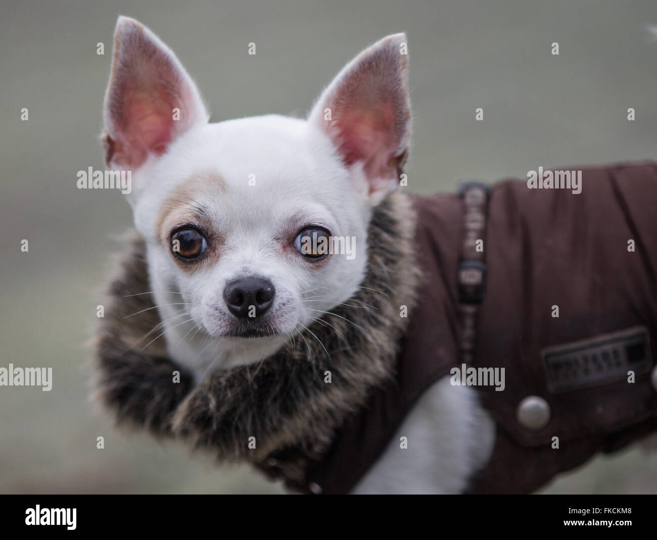 The small dog 'Chico' wears a little coat with a fur collar on a ...