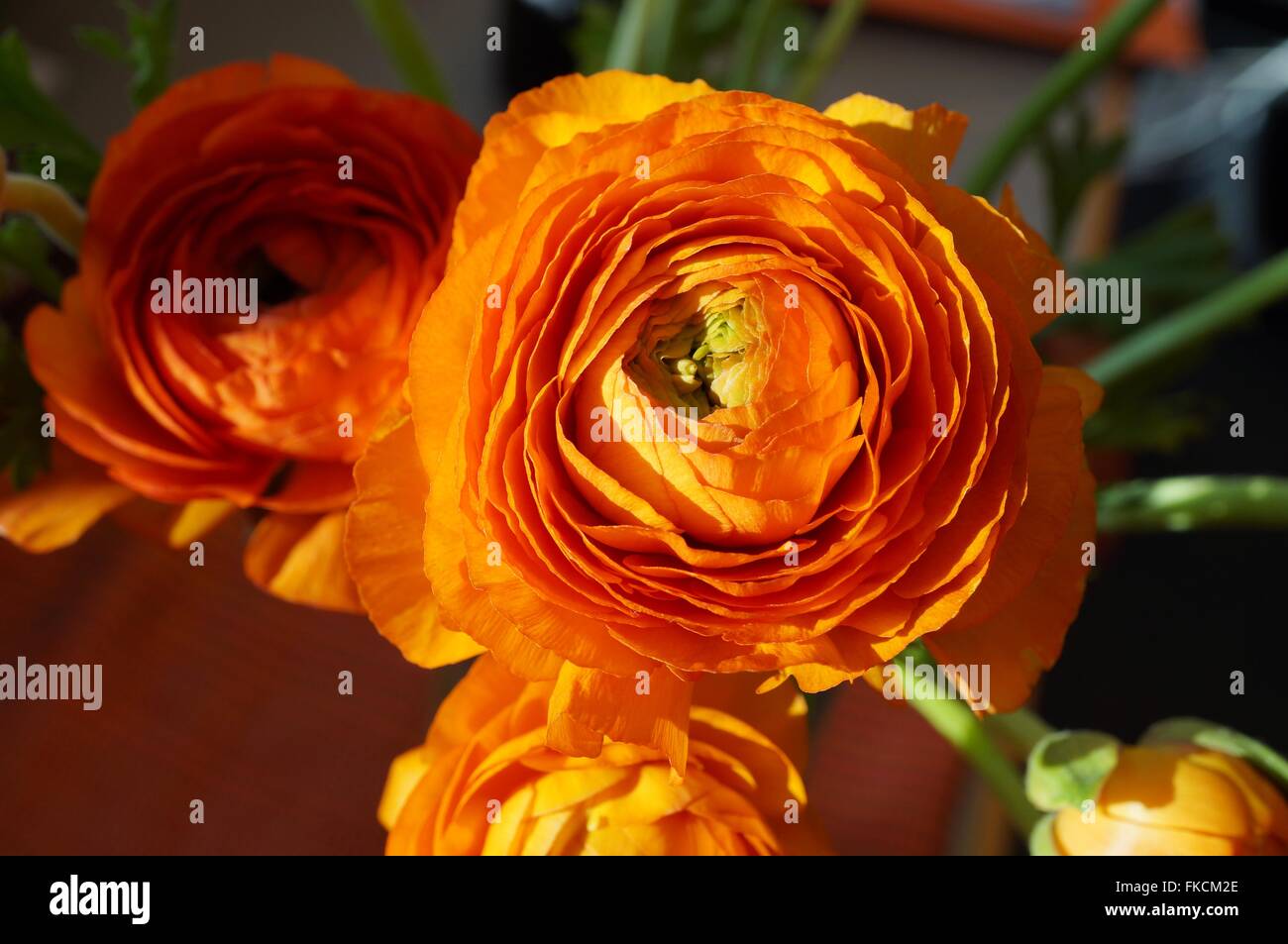 Orange ranunculus flower in bloom in the spring Stock Photo - Alamy