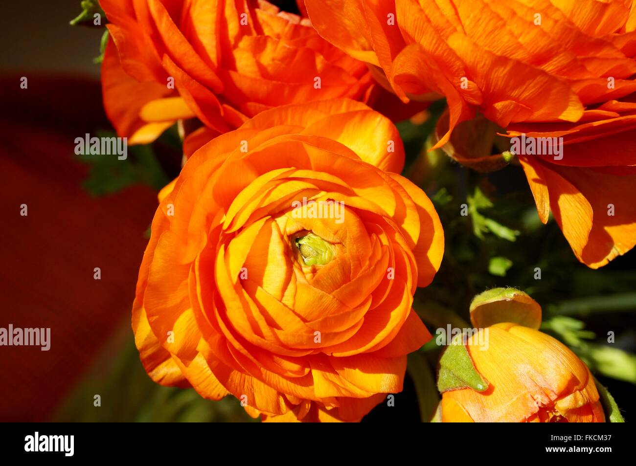 Orange ranunculus flower in bloom in the spring Stock Photo - Alamy