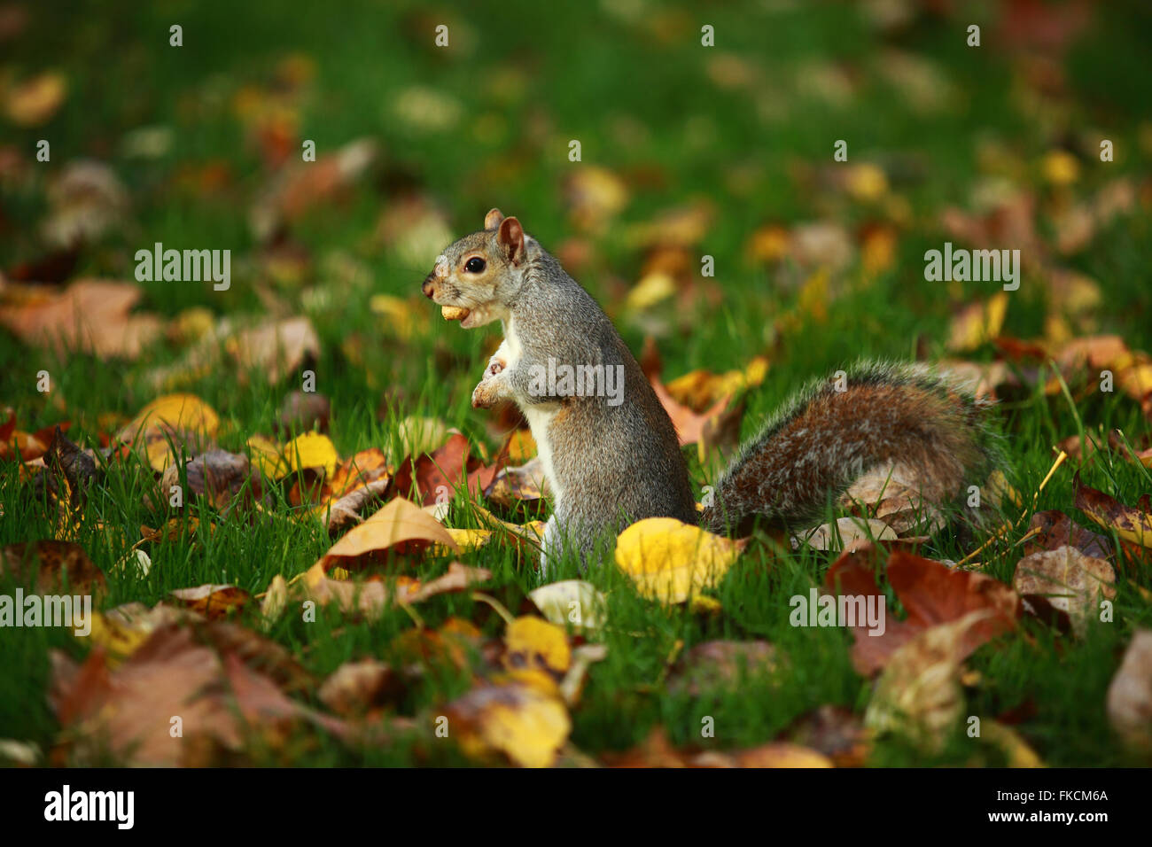 Squirrel in St. James Park, London Stock Photo - Alamy