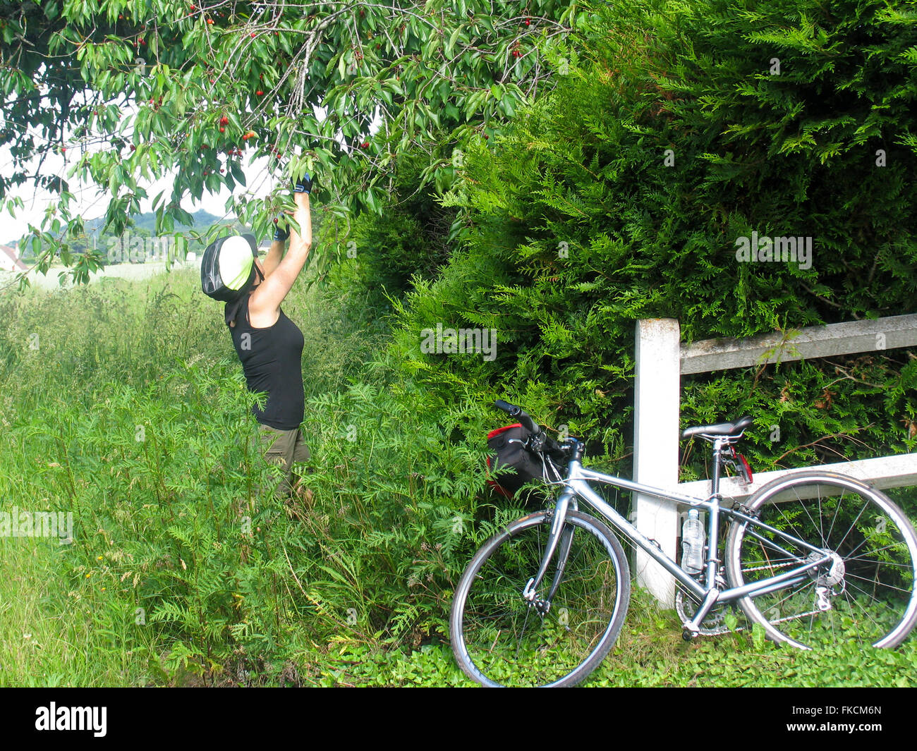 A bicycle leaning against a fence and a female cyclist picking cherries ...