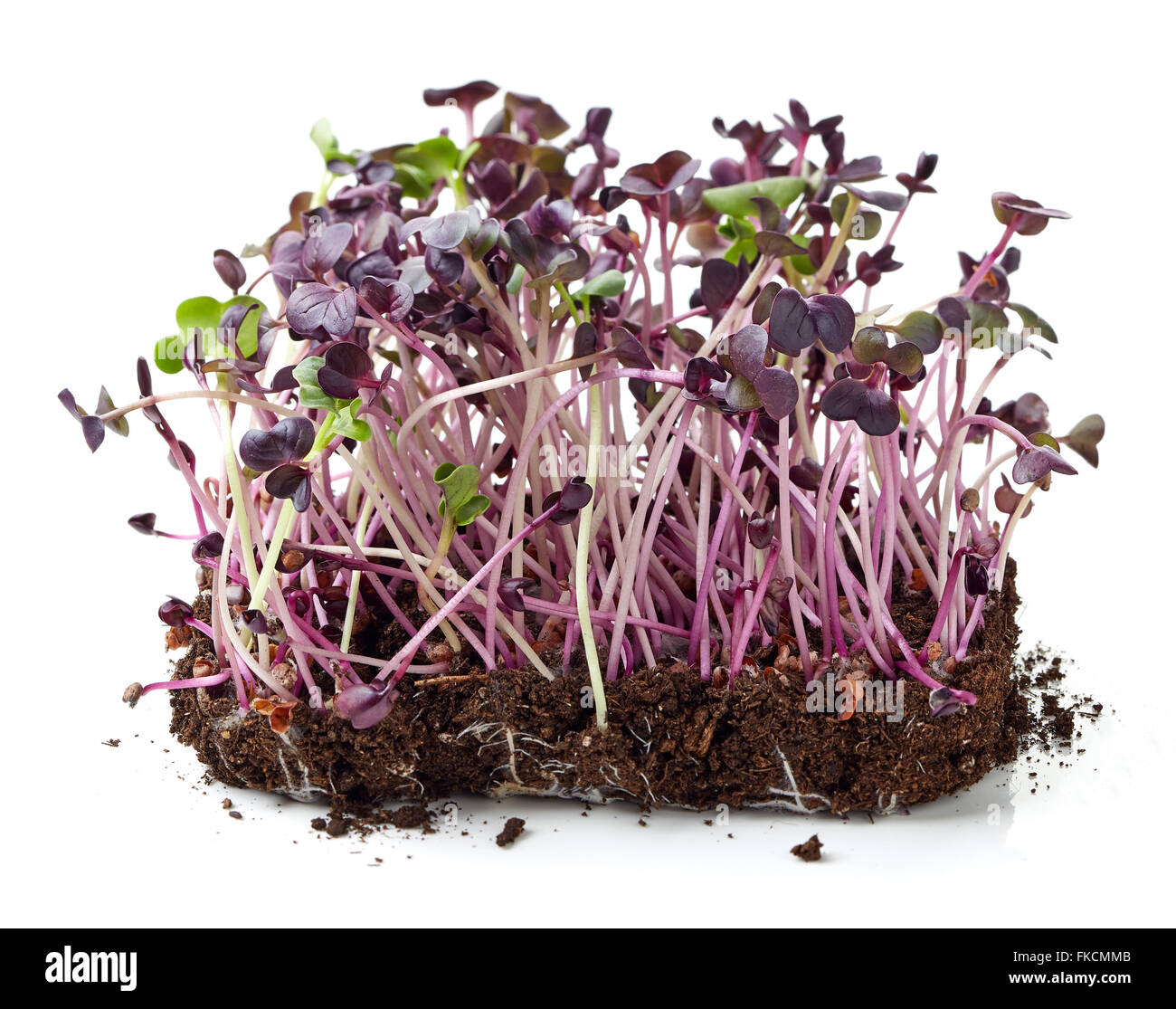 Fresh radish sprouts isolated on white background Stock Photo - Alamy