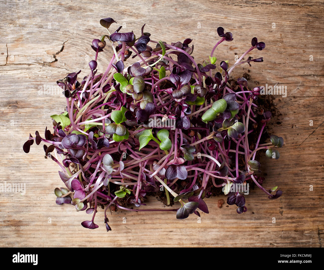 Red Radish Sprouts