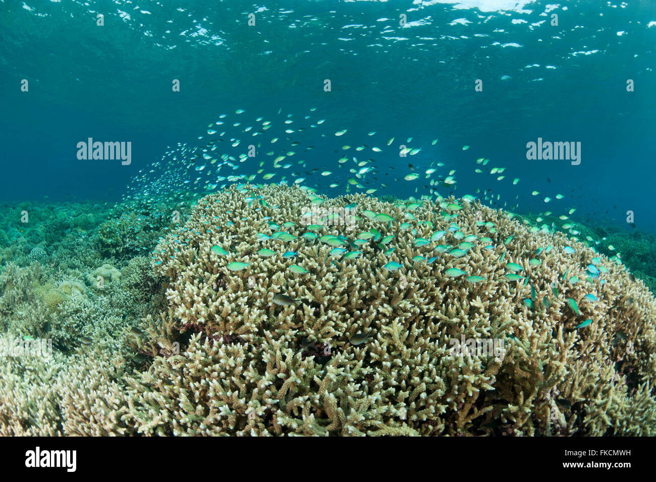 Healthy coral reef in shallow waters Stock Photo - Alamy