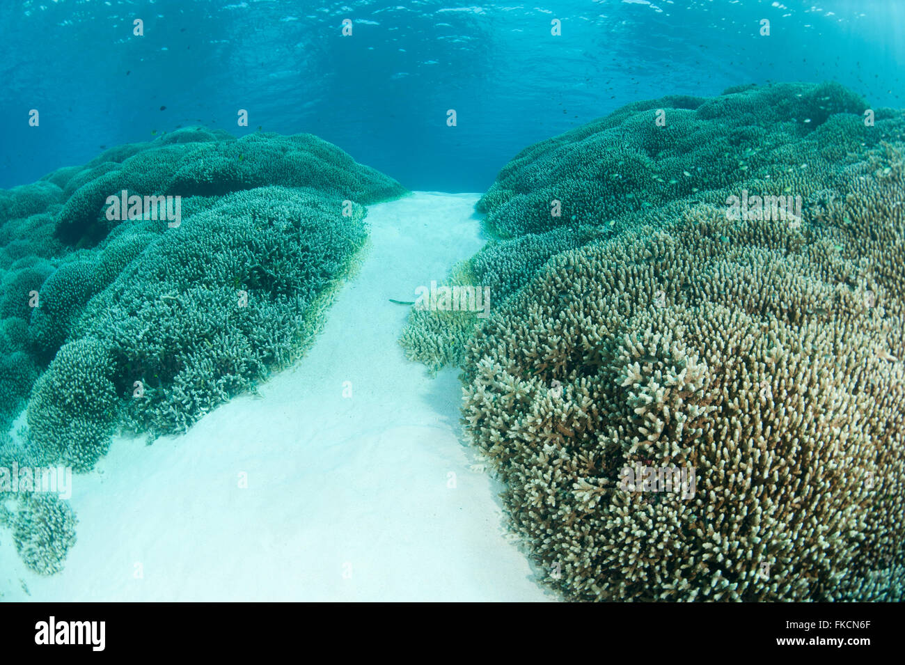 Healthy coral reef in shallow waters Stock Photo - Alamy