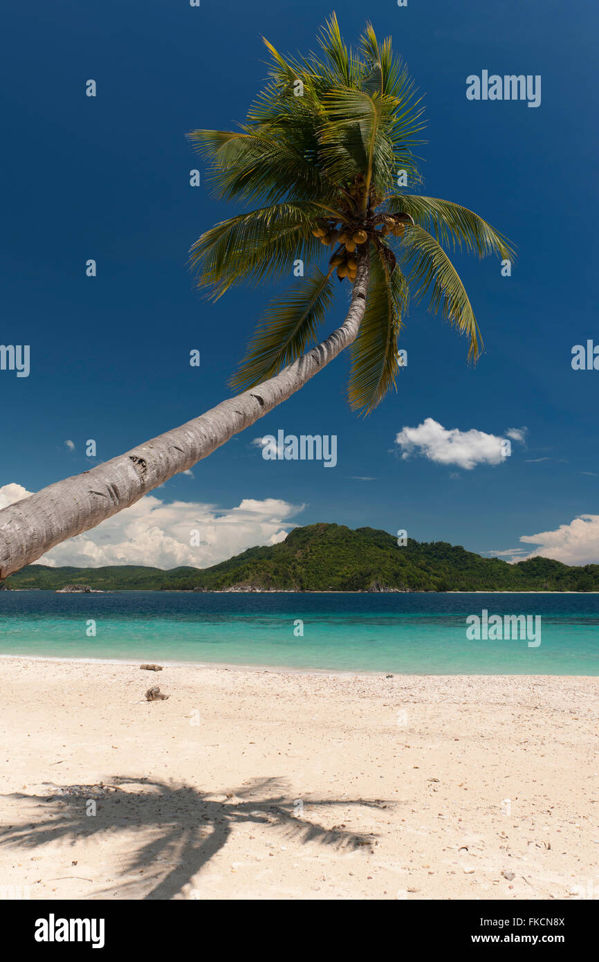 Leaning coconut tree against white sand and turquoise blue waters in ...