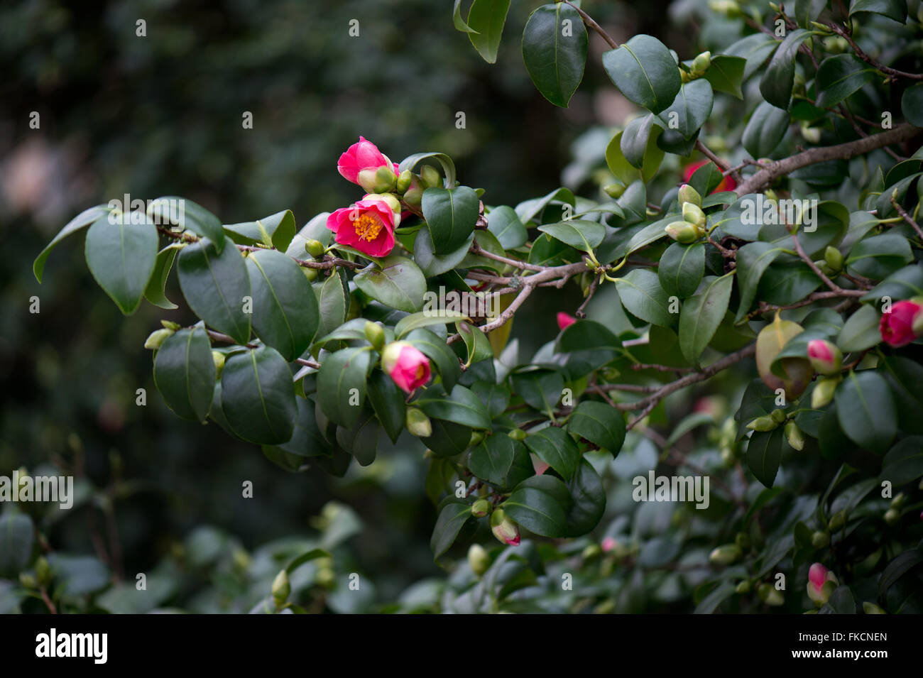 Camellia blossoms on an approximately 245-year-old, nine-meter-tall ...