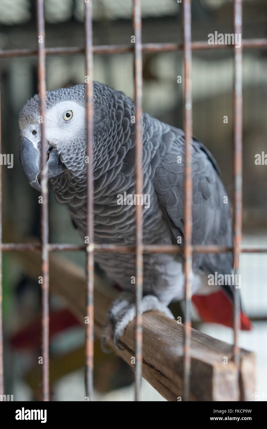 Caged African Grey Parrot Stock Photo - Alamy