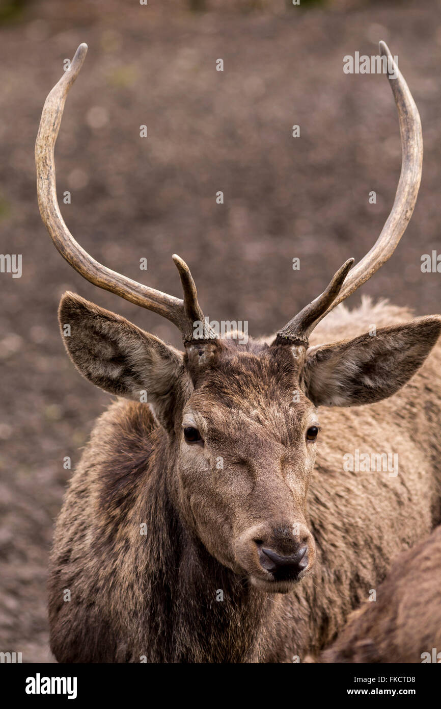Closeup of a deer Stock Photo - Alamy