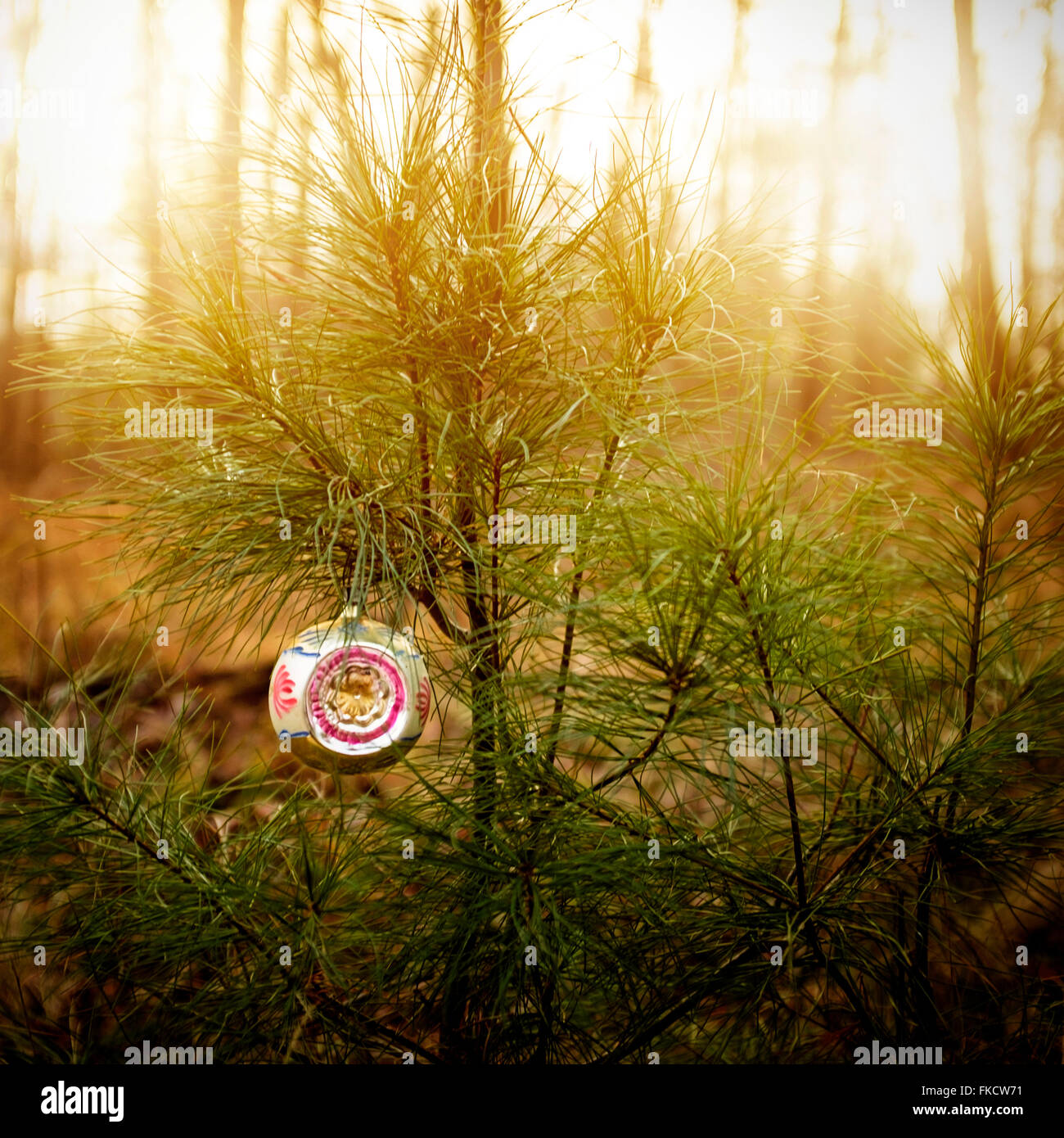 Hanging from tree hi-res stock photography and images - Alamy