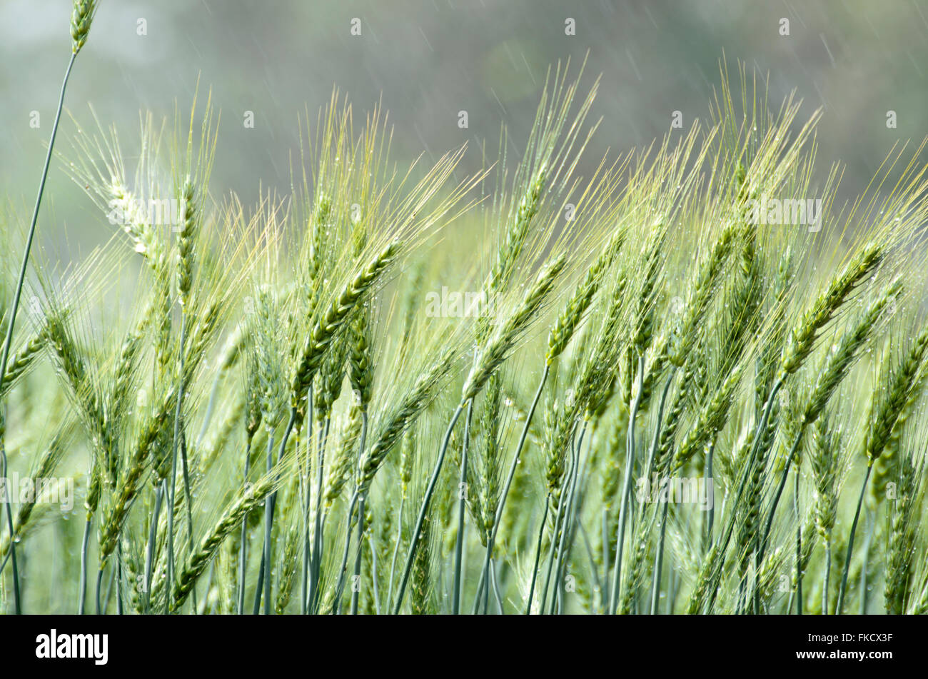 Spray barley hi-res stock photography and images - Alamy