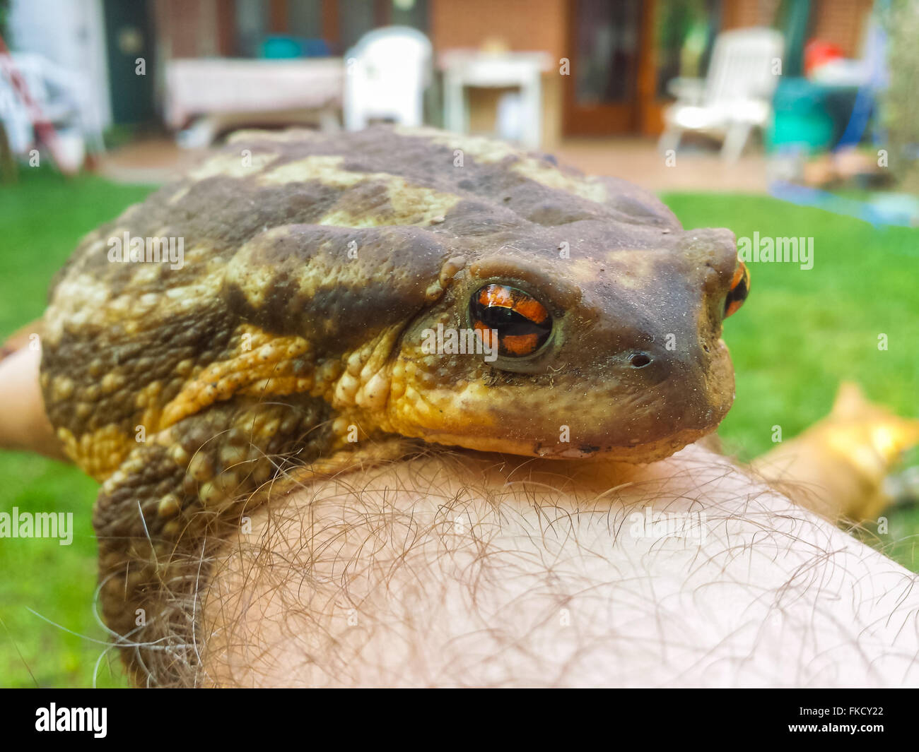 Toad in hand hi-res stock photography and images - Alamy