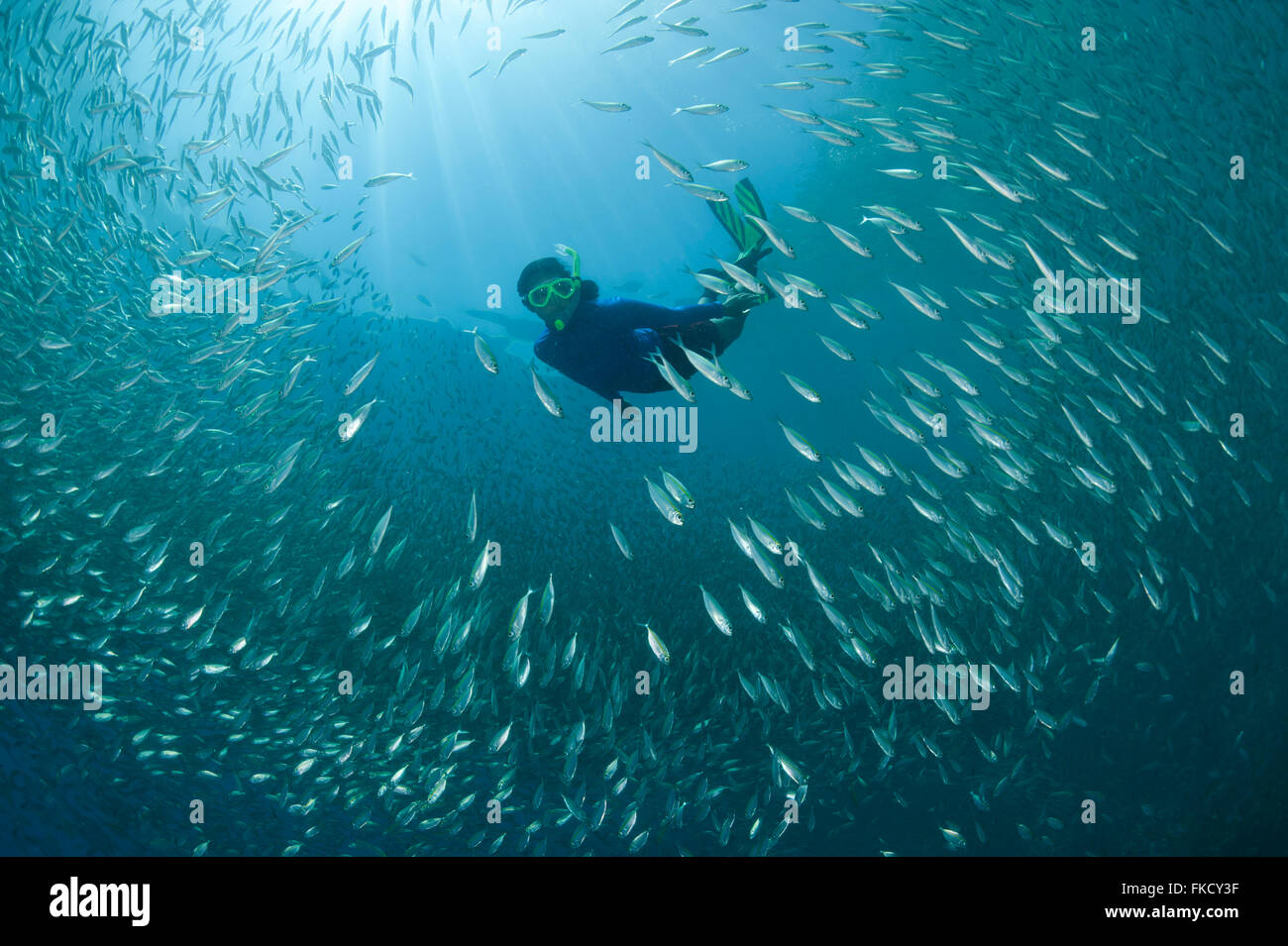 Snorkelling through school of fish hi-res stock photography and images ...