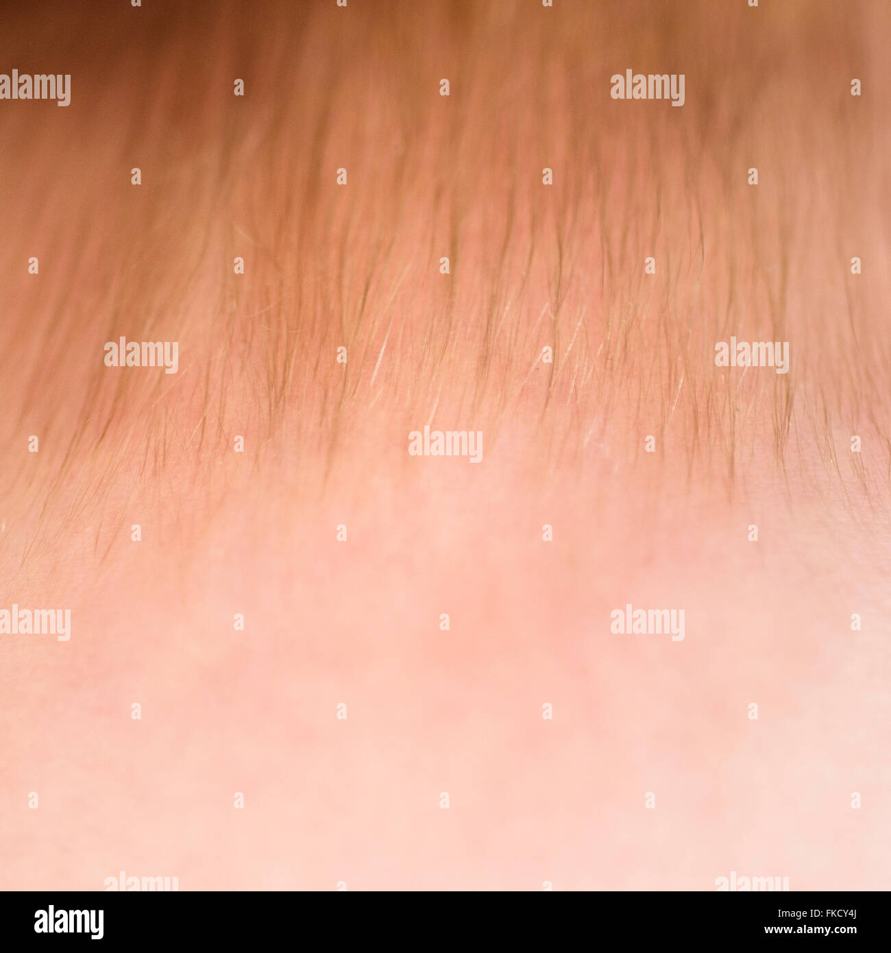Forehead hair hi-res stock photography and images - Alamy