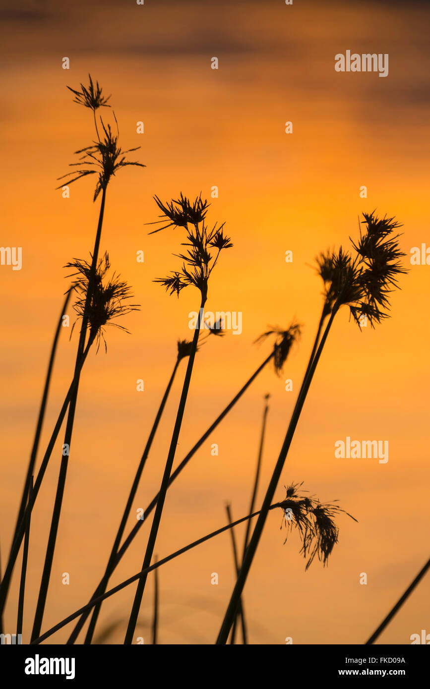 Ephemeral pools hi-res stock photography and images - Alamy