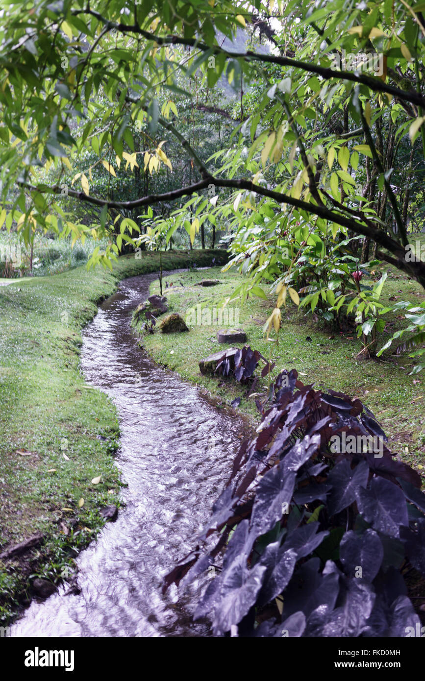 Stream flowing through forest in hi-res stock photography and images ...