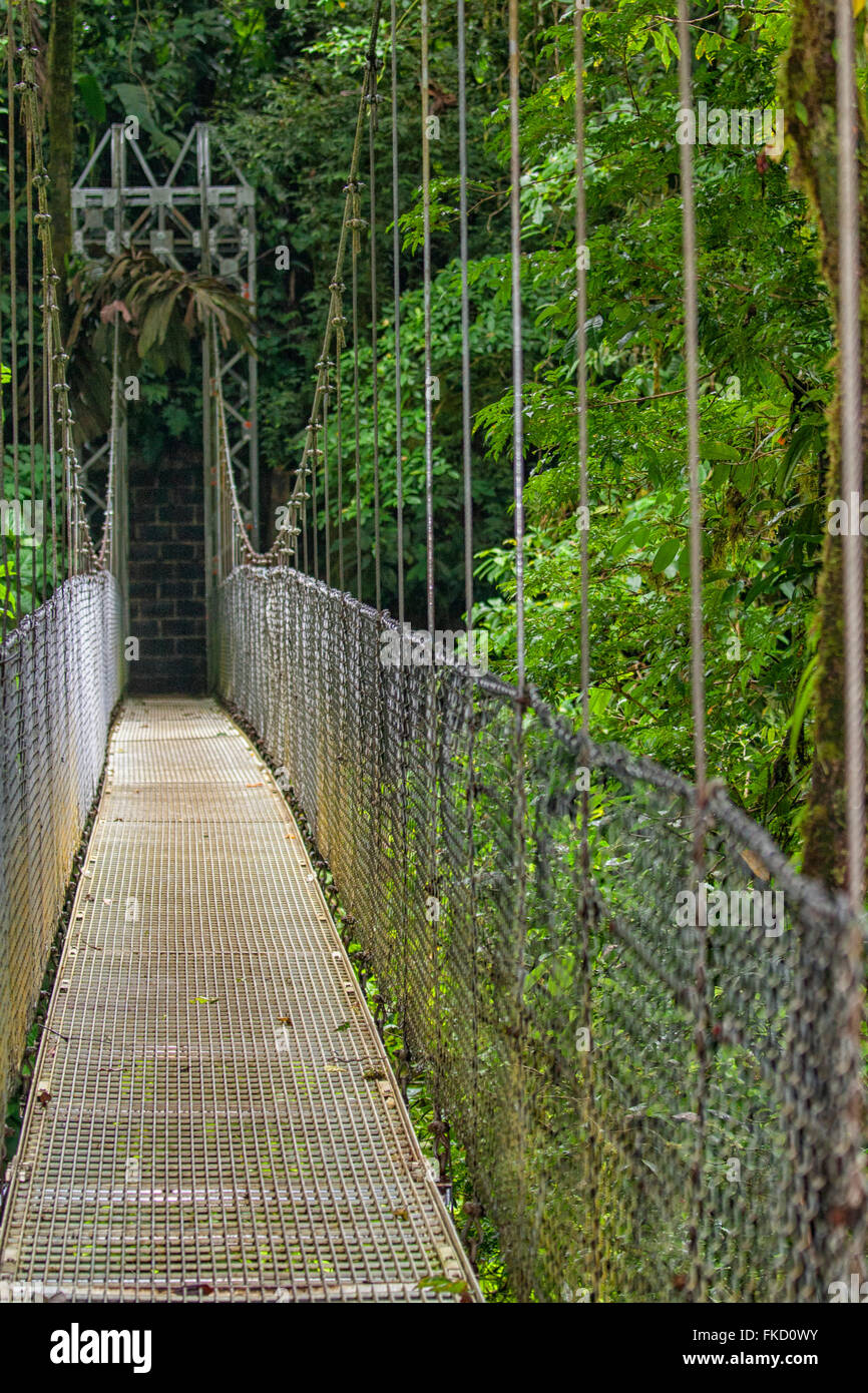 Forest rope bridge hike hi-res stock photography and images - Alamy