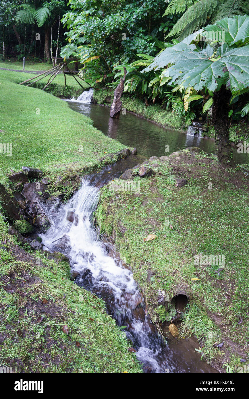 Stream flowing through forest in hi-res stock photography and images ...