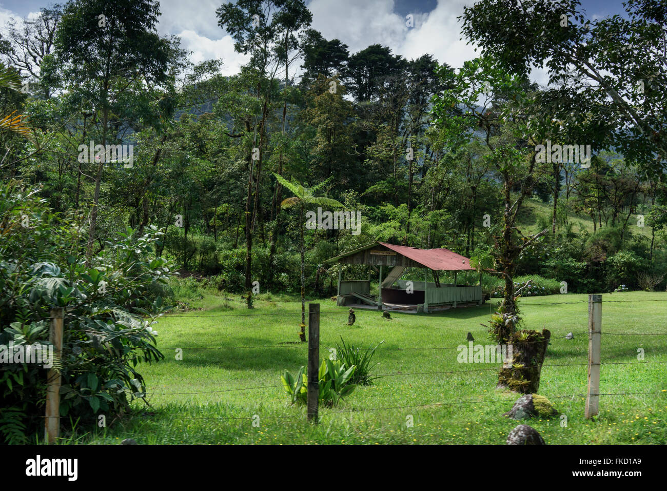 Green hut in forest hi-res stock photography and images - Alamy