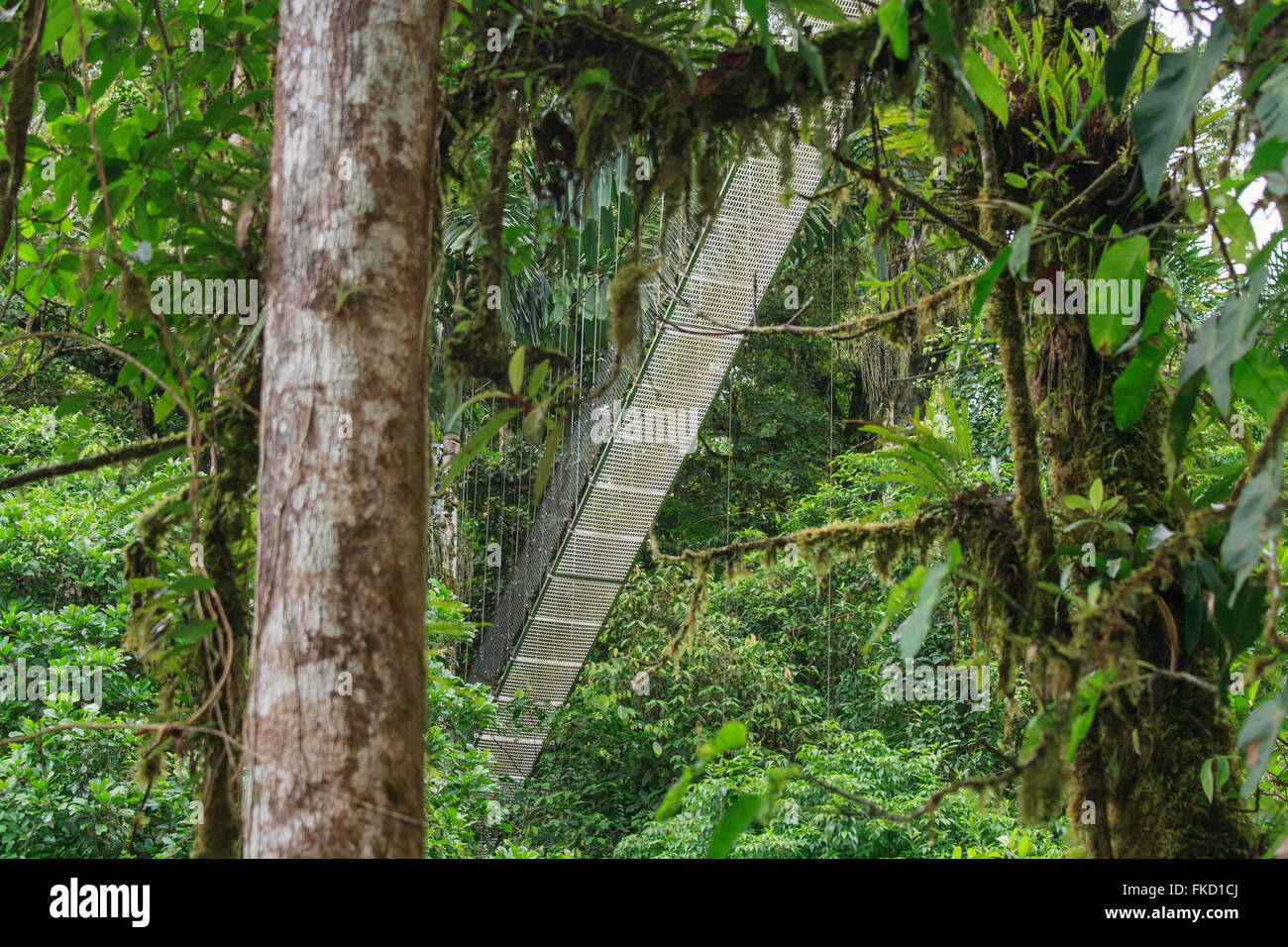 Forest rope bridge hike hi-res stock photography and images - Alamy