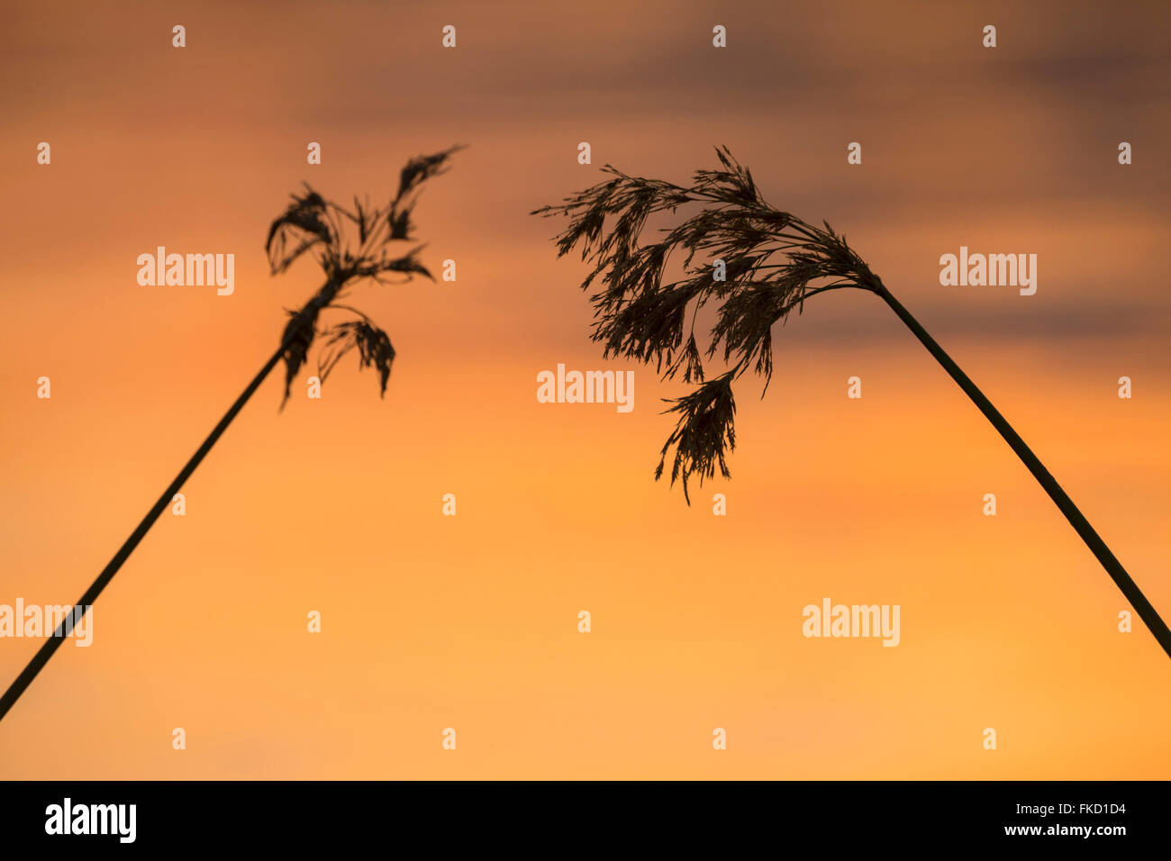 Ephemeral pools hi-res stock photography and images - Alamy