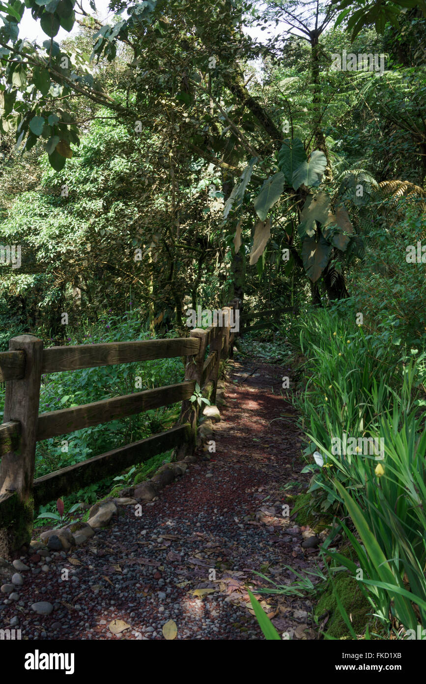 Empty rainforest hi-res stock photography and images - Alamy