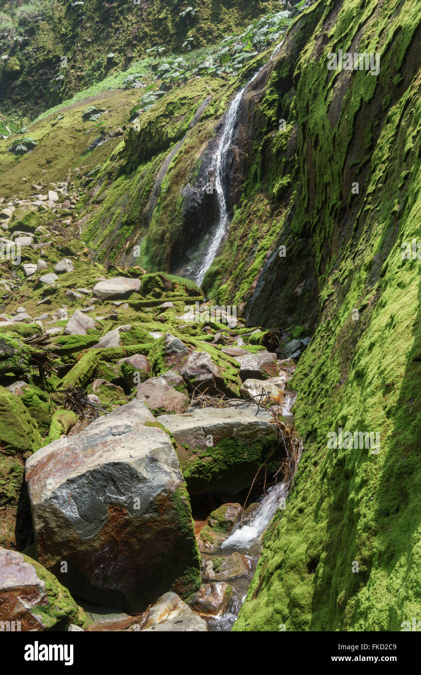 Waterfall in forest moss hi-res stock photography and images - Alamy