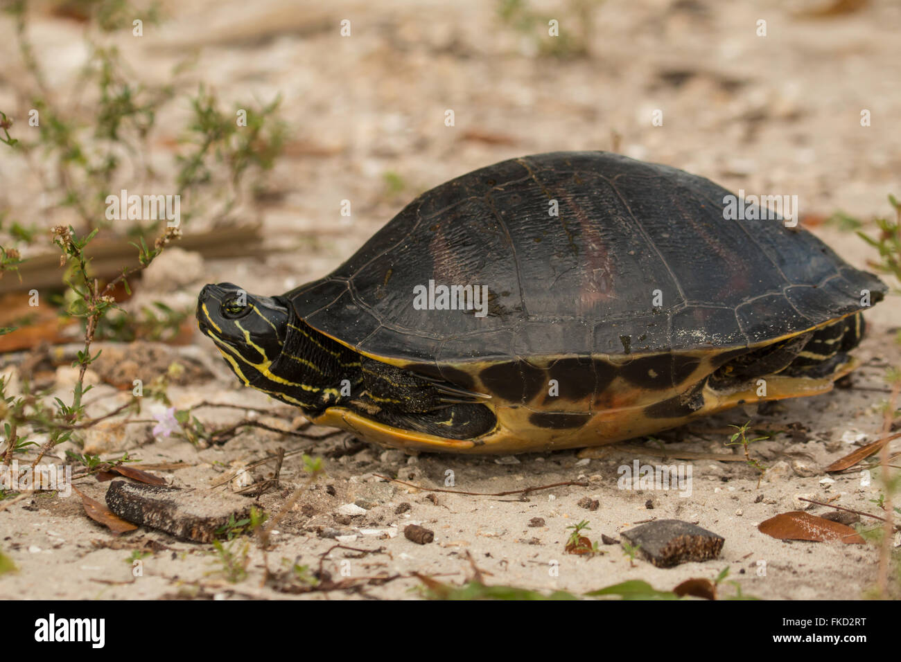 Florida Redbelly turtle - Pseudemys nelson Stock Photo - Alamy
